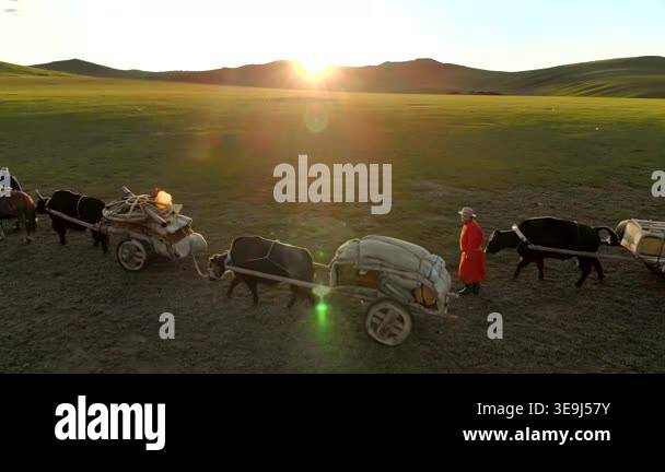 Mongolian nomads migrate with yak drawn carts across wide grassland in ...