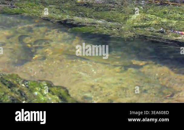 Underwater view of trout just beneath surface in clear stream with ...