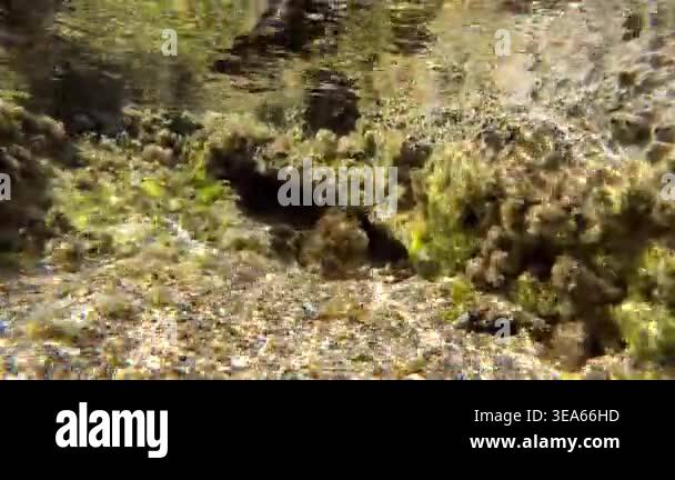 Underwater mossy sea ecosystem with plankton microorganisms and small ...