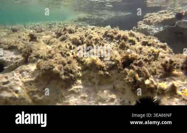 Underwater mossy sea ecosystem with plankton microorganisms and small ...