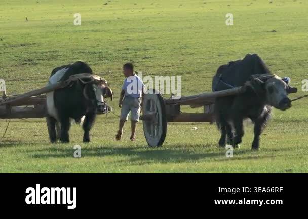 Mongolian families prepare carts and household goods for migration on ...