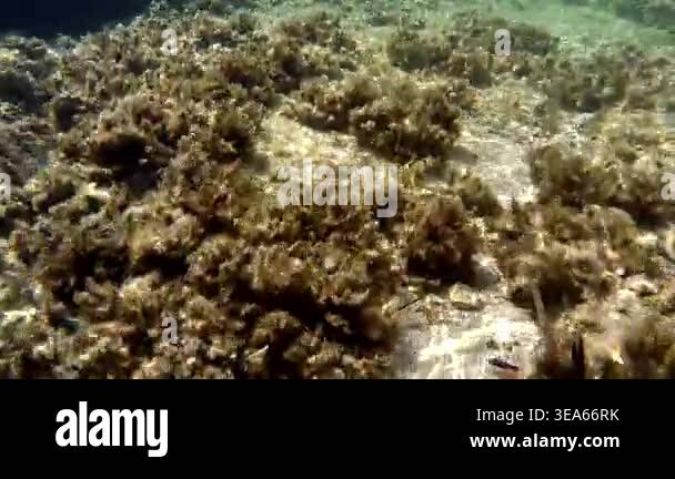 Underwater mossy sea ecosystem with plankton microorganisms and small ...
