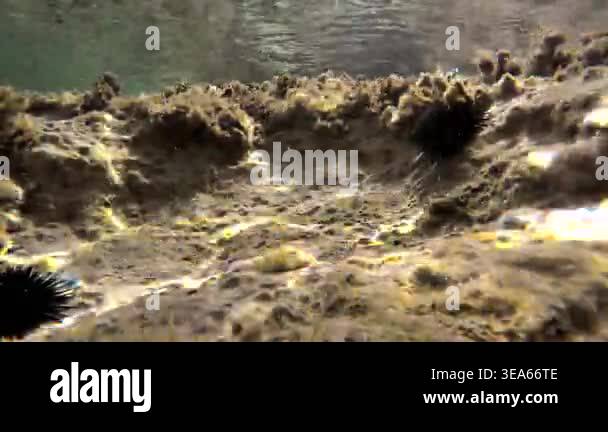 Underwater mossy sea ecosystem with plankton microorganisms and small ...