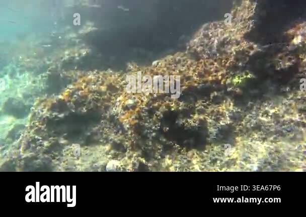 Underwater mossy sea ecosystem with plankton microorganisms and small ...