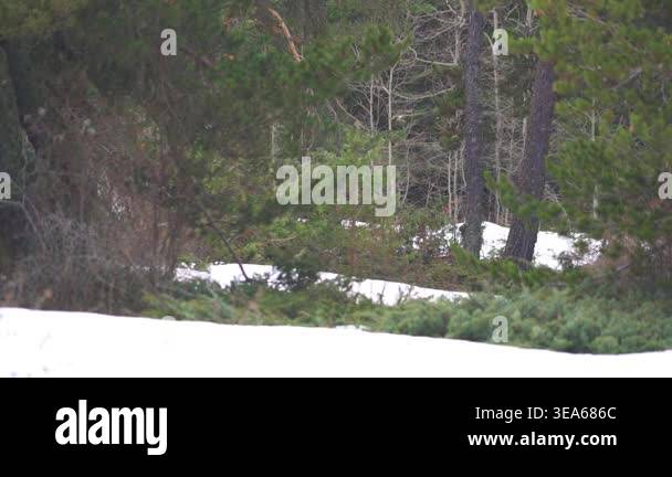 Snowy forest floor in early spring shows mixed woodland ground cover ...