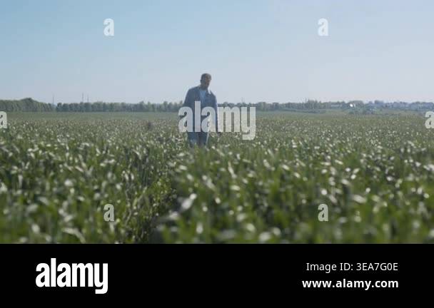 man walking through green crop rows at sunrise, field scout surveying ...