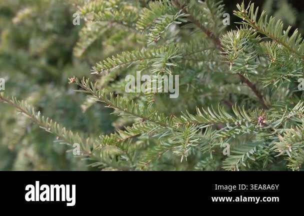 Close-up 4K Christmas Tree Branches Gently Sway in Soft Focus Natural ...