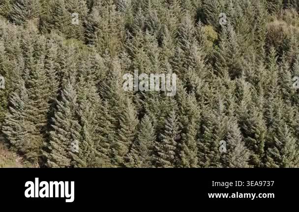 A dense forest of evergreen trees stretches across the landscape ...