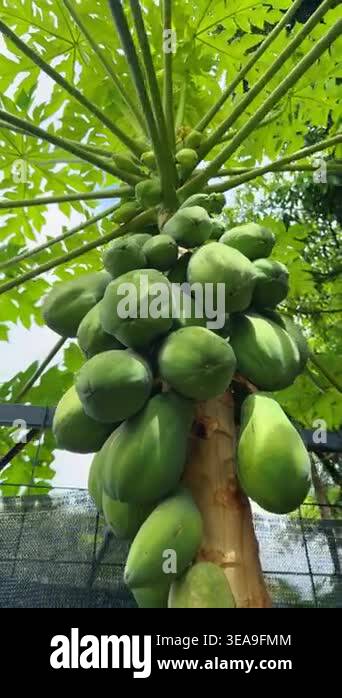 Group of green unripe papaya fruits on tree trunk. Low angle shot of a ...