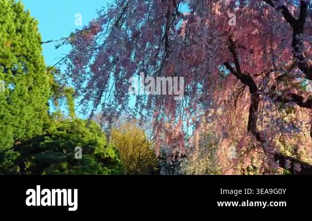 Pink cherry blossom branches against evergreen pine trees background ...