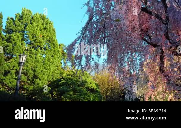 New York, USA, 8 April 2026: Pink weeping cherry blossoms with lamp ...
