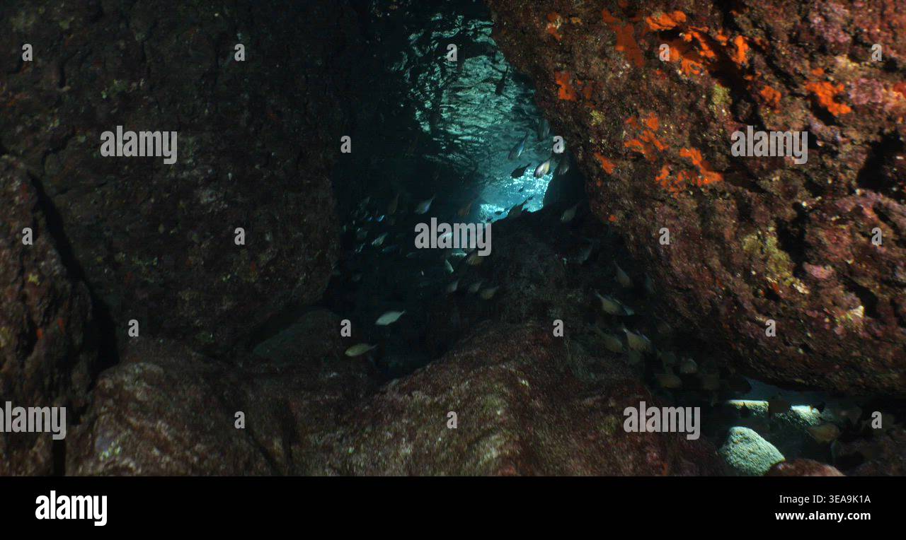 pempheris fish school in a cave underwater Stock Video Footage - Alamy
