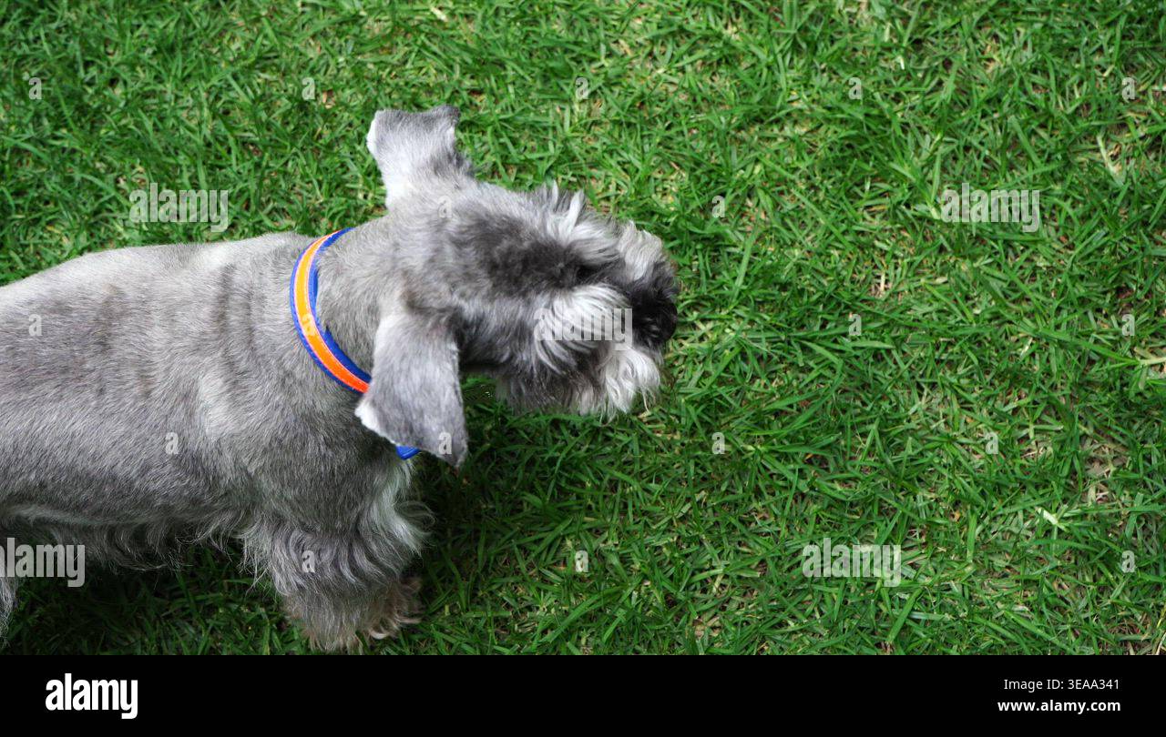 Fun time with a pet Stock Video Footage - Alamy