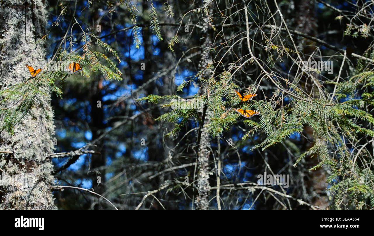 Monarch butterflies sitting and flying around evergreen trees Stock ...