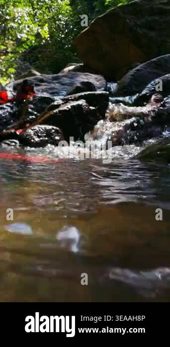 Vertical video. Underwater View of Red Tropical Leaf Floating Beneath ...