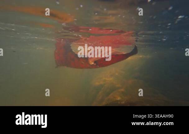 Underwater Close View of Red Tropical Leaf Floating in Clear Jungle ...