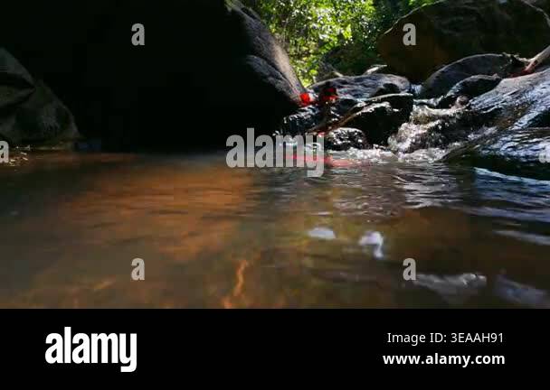 Underwater View of Red Tropical Leaf Floating Beneath Water Surface in ...
