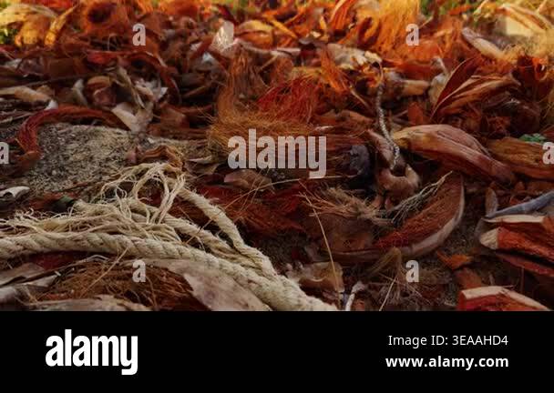 Low Angle View of Coconut Shell Debris and Tropical Plant Waste ...