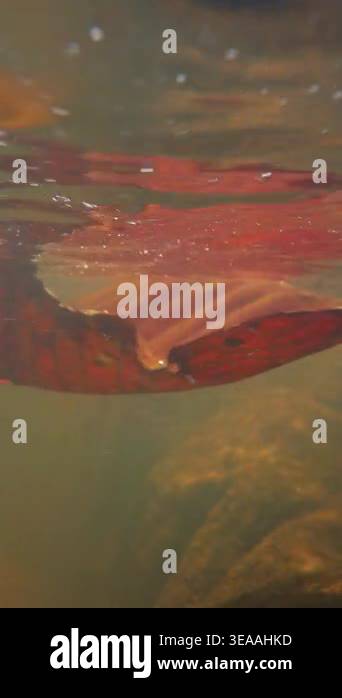 Vertical video. Underwater Close View of Red Tropical Leaf Floating in ...