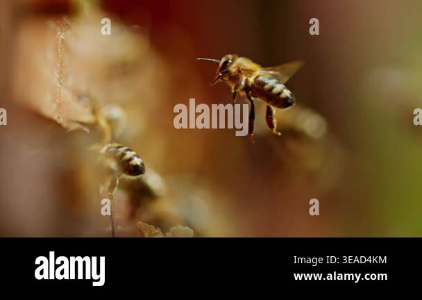 Super slow motion of bees flying in and out bee hive. Filmed on high ...