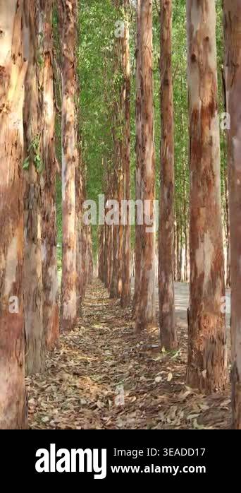 Footage of rows of Eucalyptus trees in park, their straight trunks and ...