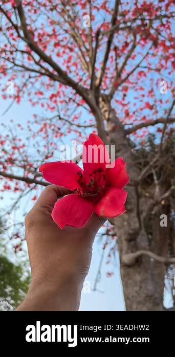 Hand holding a bright red semal flower against a blooming silk cotton ...