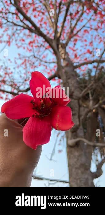 Hand holding a bright red semal flower against a blooming silk cotton ...