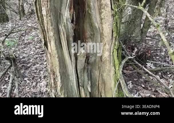 High stump of broken black locust tree in spring forest Stock Video ...