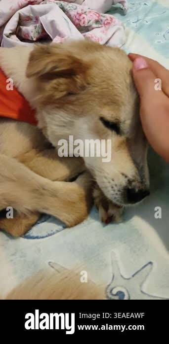 Vertical 4K close-up of a sleepy mixed breed puppy resting on a floral ...