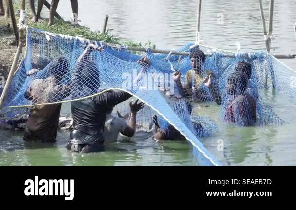 Group of people catching fish using a blue net in a river under ...