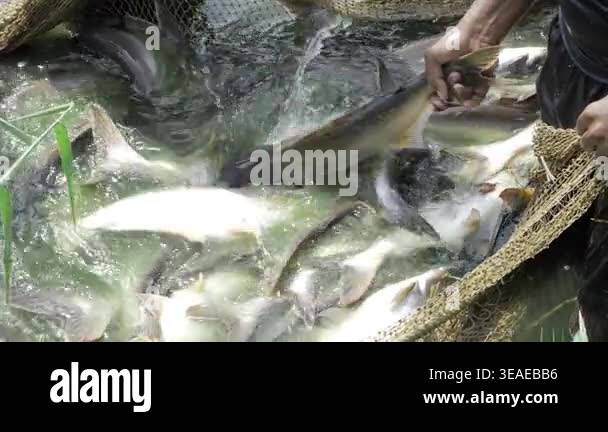 Person holding a large fish above a group of smaller fish in a water ...