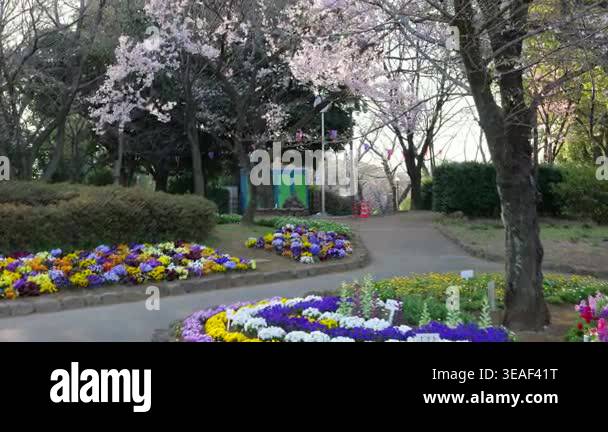 Asukayama Park, Japan Tokyo March 2026 Stock Video Footage - Alamy