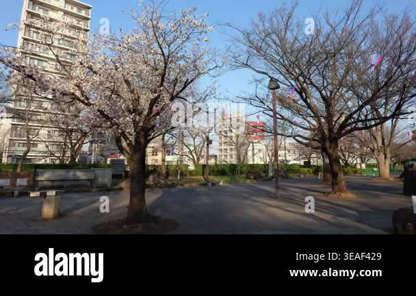 Asukayama Park, Japan Tokyo March 2026 Stock Video Footage - Alamy