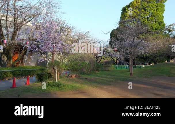 Asukayama Park, Japan Tokyo March 2026 Stock Video Footage - Alamy