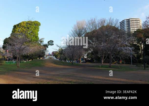 Asukayama Park, Japan Tokyo March 2026 Stock Video Footage - Alamy