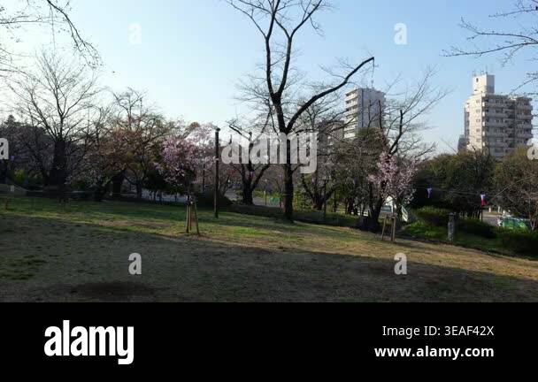 Asukayama Park, Japan Tokyo March 2026 Stock Video Footage - Alamy