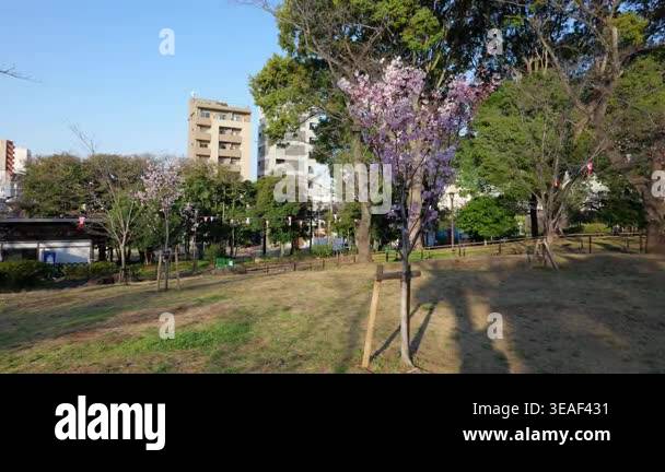 Asukayama Park, Japan Tokyo March 2026 Stock Video Footage - Alamy