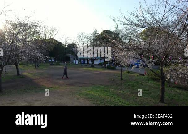 Asukayama Park, Japan Tokyo March 2026 Stock Video Footage - Alamy