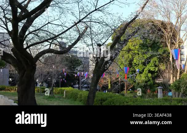 Asukayama Park, Japan Tokyo March 2026 Stock Video Footage - Alamy