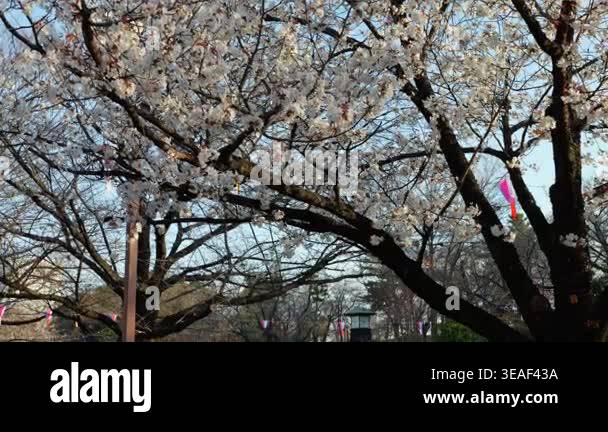 Asukayama Park, Japan Tokyo March 2026 Stock Video Footage - Alamy
