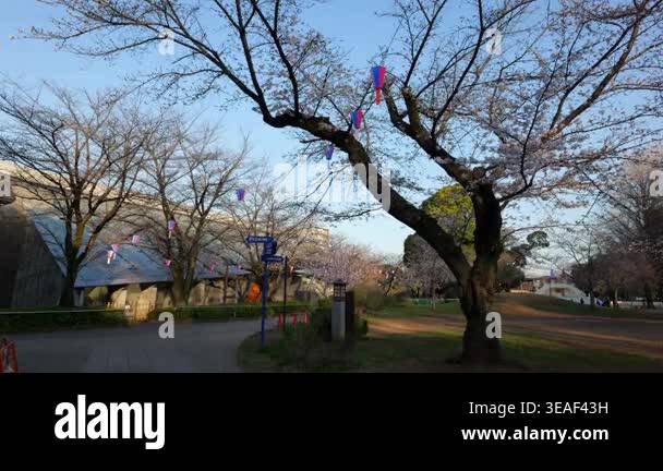 Asukayama Park, Japan Tokyo March 2026 Stock Video Footage - Alamy