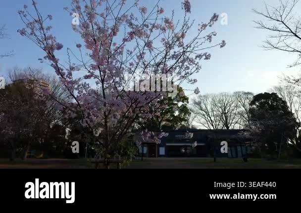 Asukayama Park, Japan Tokyo March 2026 Stock Video Footage - Alamy