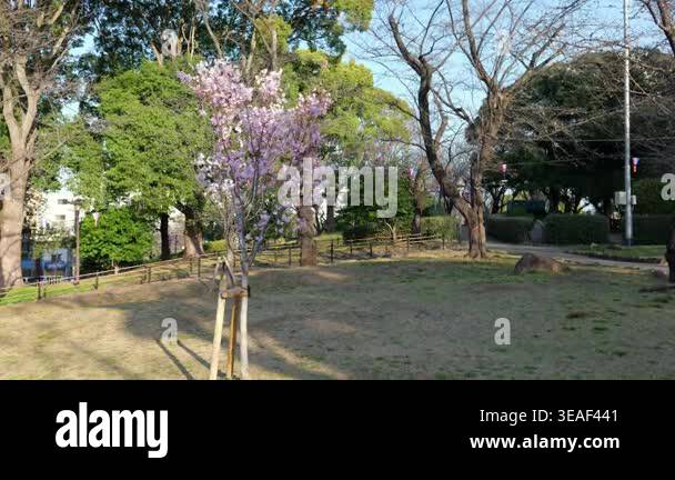 Asukayama Park, Japan Tokyo March 2026 Stock Video Footage - Alamy
