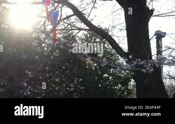 Asukayama Park, Japan Tokyo March 2026 Stock Video Footage - Alamy