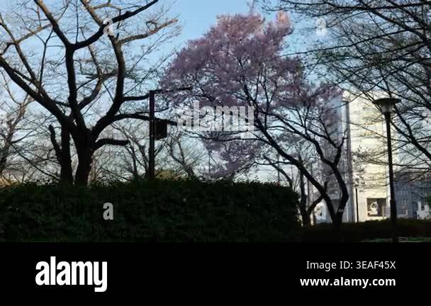 Asukayama Park, Japan Tokyo March 2026 Stock Video Footage - Alamy