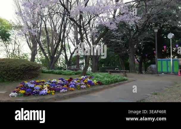 Asukayama Park, Japan Tokyo March 2026 Stock Video Footage - Alamy