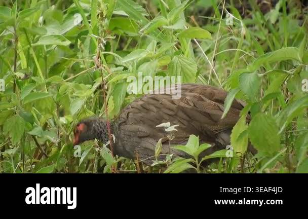 Red necked spurfowl grazing across meadow in Africa under calm daylight ...