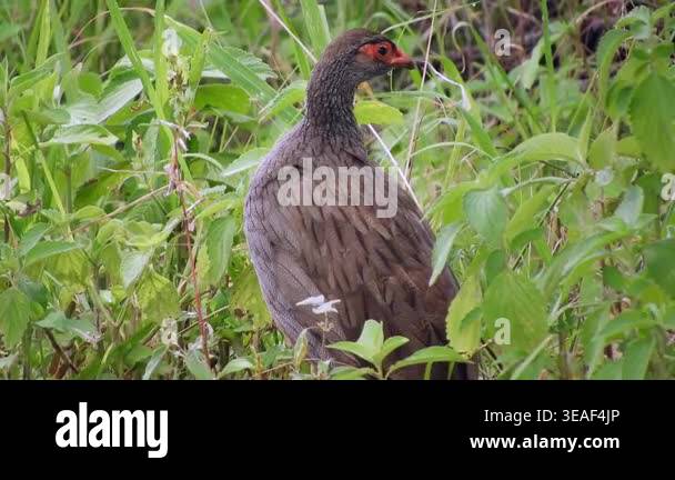 Red necked spurfowl grazing across meadow in Africa under calm daylight ...