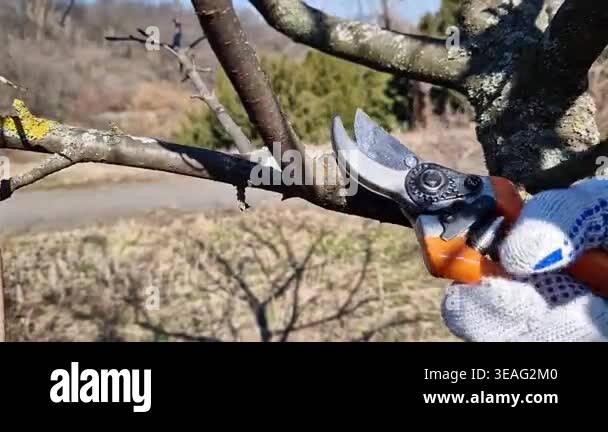 A hand in a garden glove cuts a thin tree branch with a sharp metal ...