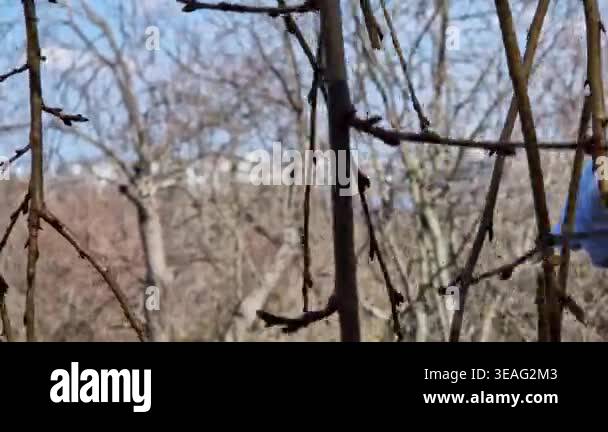 A hand in a garden glove cuts a thin tree branch with a sharp metal ...